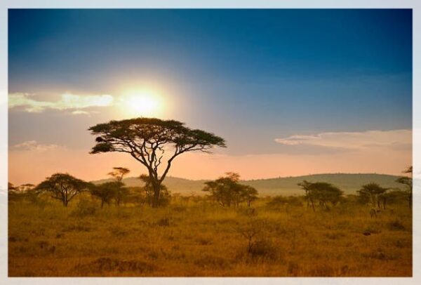 Acacia Tree: Growing Tips and Types - AAAK