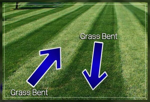 Lawn Striping: Methods and Tips - Al Ardh Alkhadra