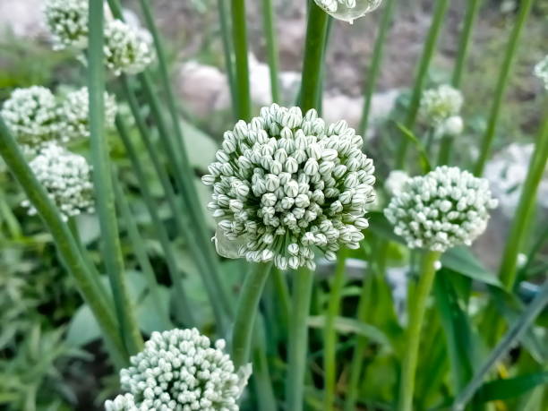 Outdoor Plants in Dubai: An Overview - Al Ardh Alkhadra