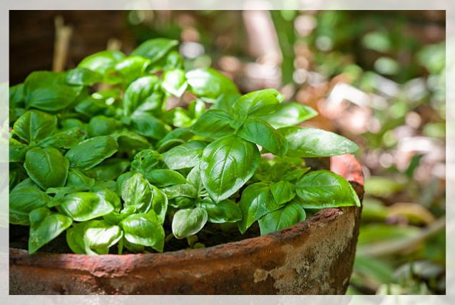 Basil Plant: Plant Care, Growth, and More - AAAKSC