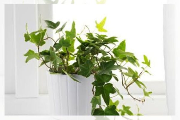 English Ivy: Plant Care and Growth - Al Ardh Alkhadra