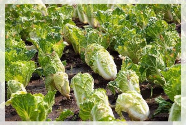 Napa Cabbage Planting and Growth - AAAK