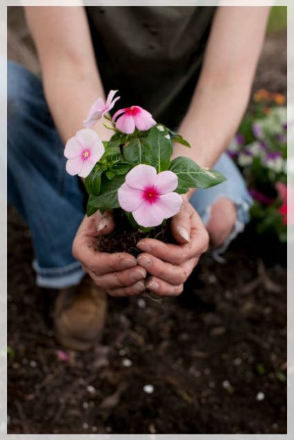 Vinca Flower: Care and Growth - AAAK