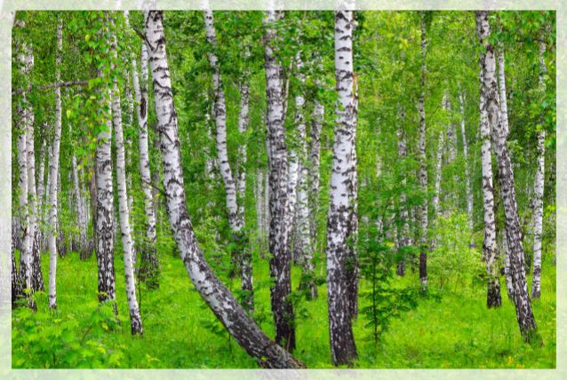 Birch Tree: Growing Tips and Types - Al Ardh Alkhadra