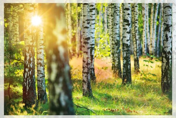 Birch Tree: Growing Tips and Types - Al Ardh Alkhadra