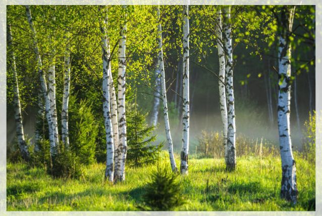 Birch Tree: Growing Tips and Types - Al Ardh Alkhadra
