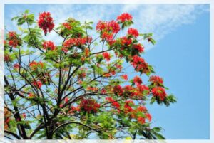 Delonix Regia: Care and Growth - Al Ardh Alkhadra