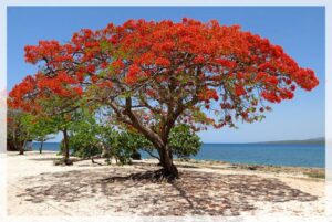 Delonix Regia: Care and Growth - Al Ardh Alkhadra