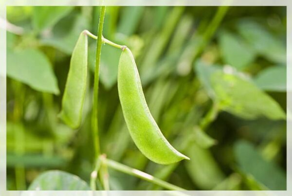 Lima Beans: Growth and Care - Al Ardh Alkhadra