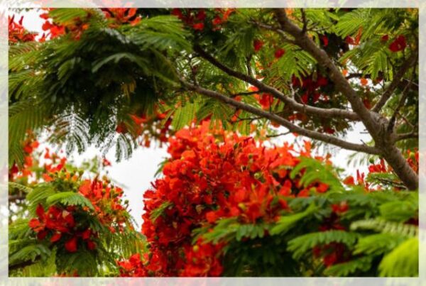 Delonix Regia: Care and Growth - Al Ardh Alkhadra