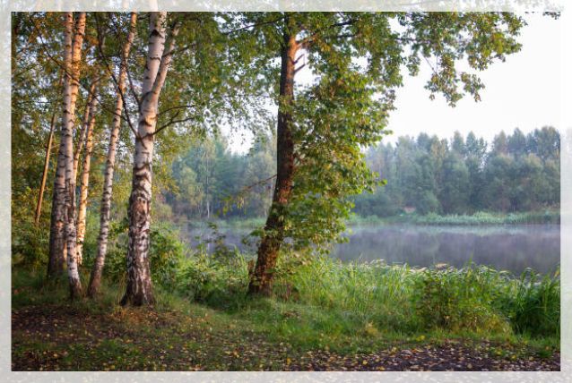 Birch Tree: Growing Tips and Types - Al Ardh Alkhadra