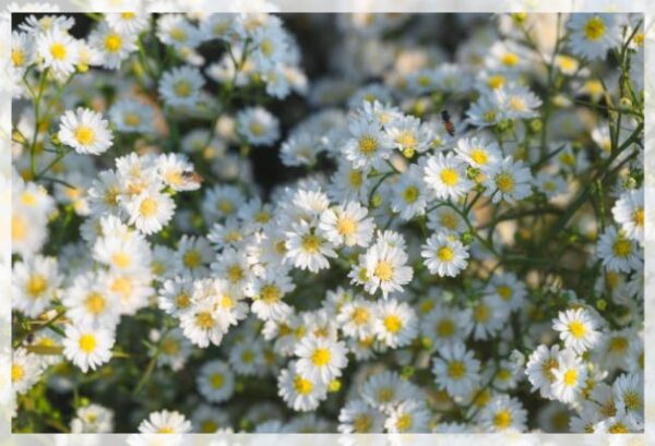Chamomile Flower: Care and Growth - Al Ardh Alkhadra