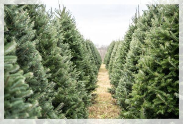 Fir Tree and its 10 Types - Al Ardh Alkhadra