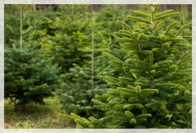 Fir Tree and its 10 Types - Al Ardh Alkhadra