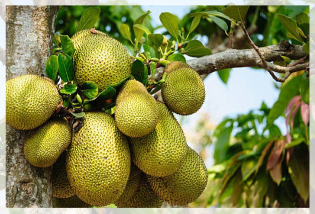 Jackfruit Tree: Plant Care and Growth - Al Ardh Alkhadra