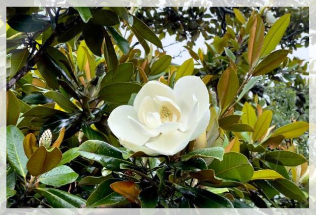 Magnolia Flower: Different Tree and More - Al Ardh Alkhadra