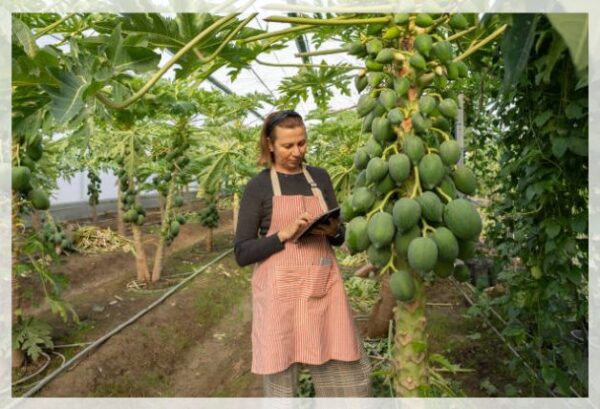 Paw Paw Tree: Care and Growth - Al Ardh Alkhadra