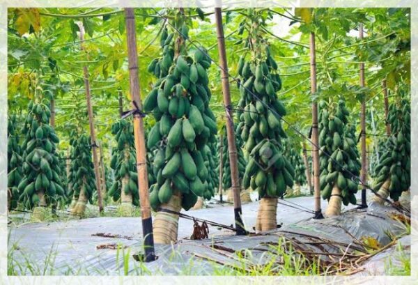 Paw Paw Tree: Care and Growth - Al Ardh Alkhadra