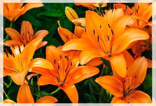 Growing Tiger Lily - Al Ardh Alkhadra