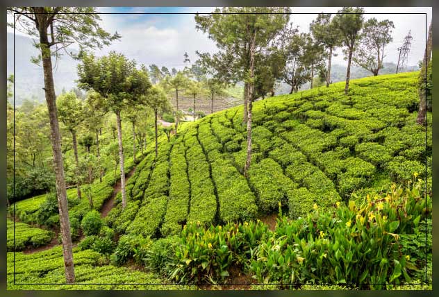 Plantation Farming: Why Is It Important - Al Ardh Alkhadra