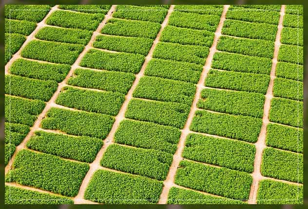 Plantation Farming Why Is It Important Al Ardh Alkhadra plantation-farming-why-is-it-important-al-ardh-alkhadra
