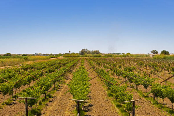 Silt Soil: Suitable For Growing Crops - Al Ardh Alkhadra