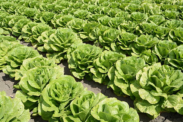 Crops Suitable for Silt Soil and How to Improve Its Fertility - Al Ardh ...