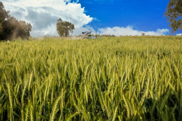 Silt Soil: Suitable For Growing Crops - Al Ardh Alkhadra