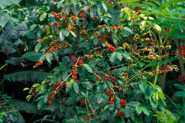 Coffee Tree: Growth and Care - Al Ardh Alkhadra