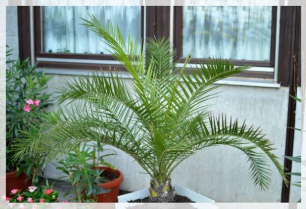 Growing Date Palm Tree - Al Ardh Alkhadra