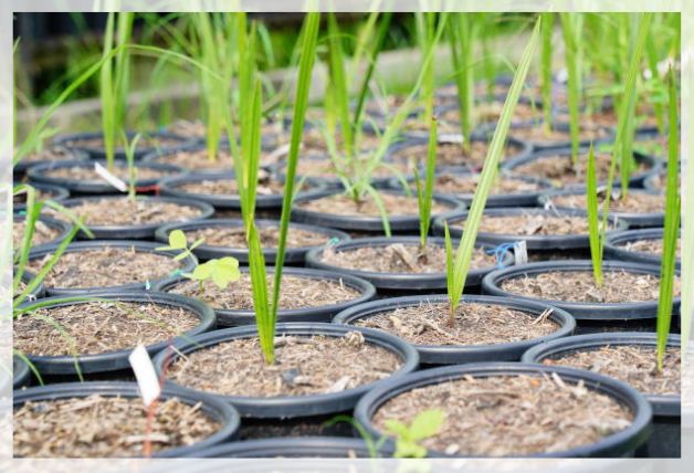 Growing Date Palm Tree - Al Ardh Alkhadra