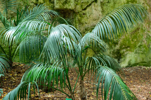 How to grow and care for Kentia Palm - Al Ardh Alkhadra