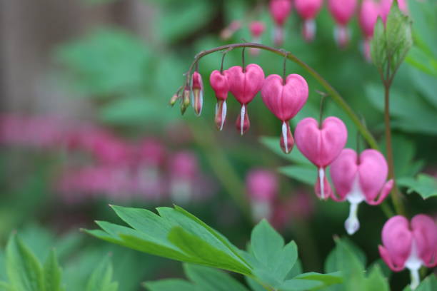 Bleeding Heart Flower Care - Al Ardh Alkhadra