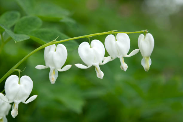 Bleeding Heart Flower Care - Al Ardh Alkhadra