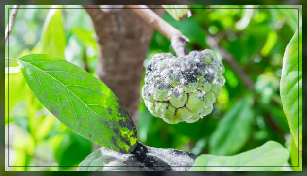 About Pest: All You Need to Know - Al Ardh Alkhadra