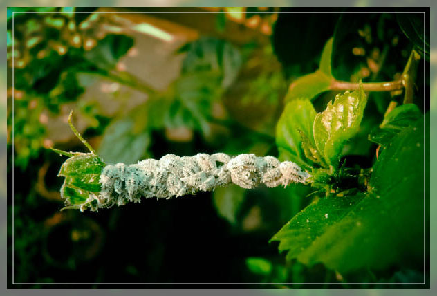 About Pest: All You Need to Know - Al Ardh Alkhadra