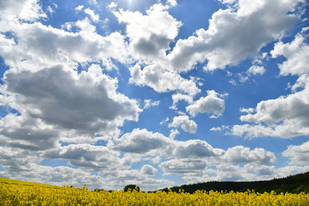 Rain Cycle: How It Affects Agriculture - Al Ardh Alkhadra