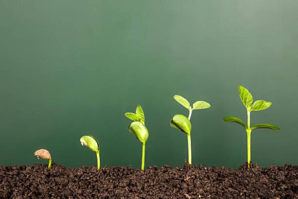 Stages of Plant Growth and Plant Care - Al Ardh Alkhadra