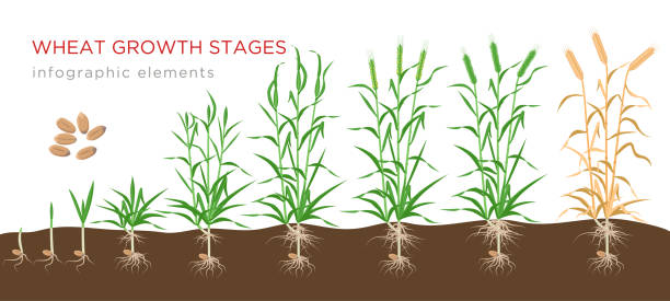Stages of Plant Growth - An Overview - Al Ardh Alkhadra