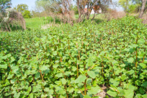 Why is Weeding Necessary? - Al Ardh Alkhadra