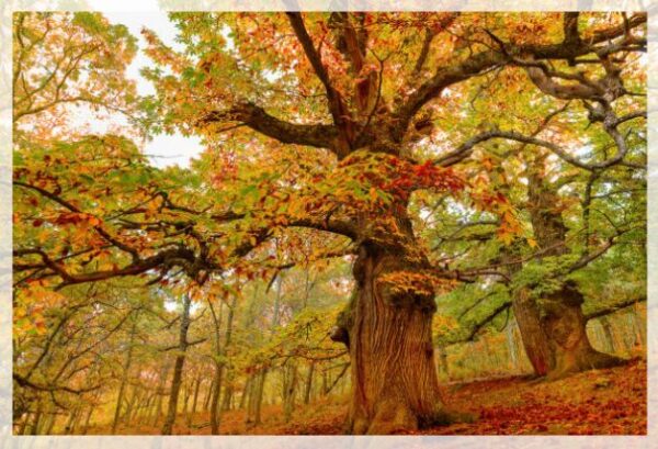 Growing Chinese Chestnut Tree - Al Ardh Alkhadra