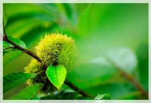 Chinese Chestnut Tree — Complete Growing Care Guide - Al Ardh Alkhadra