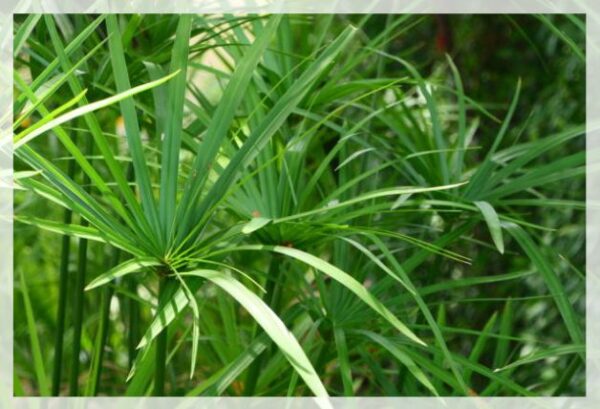 Growing and Caring for Papyrus Plant - Al Ardh Alkhadra